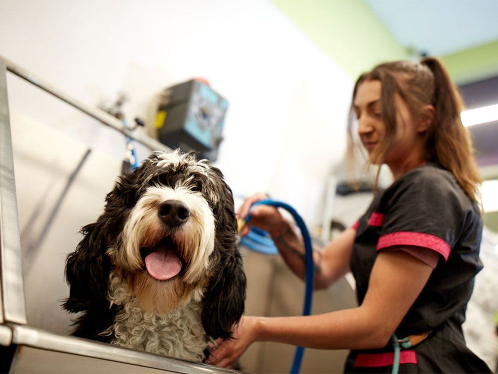 Wag N’ Wash Franchise Opportunity